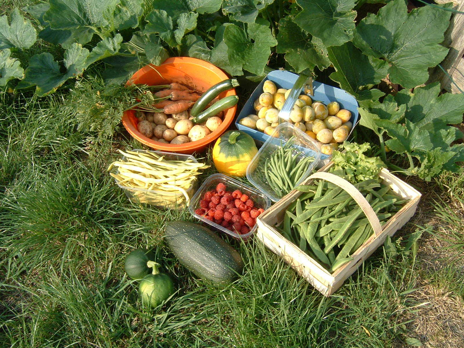 Hope at harvest time - Columban Missionaries