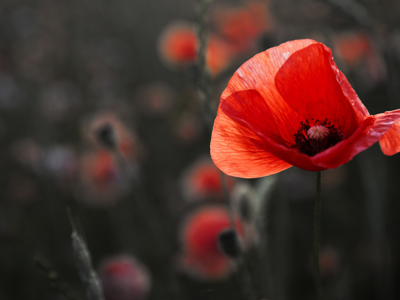 Prayer of remembrance - Columban Missionaries